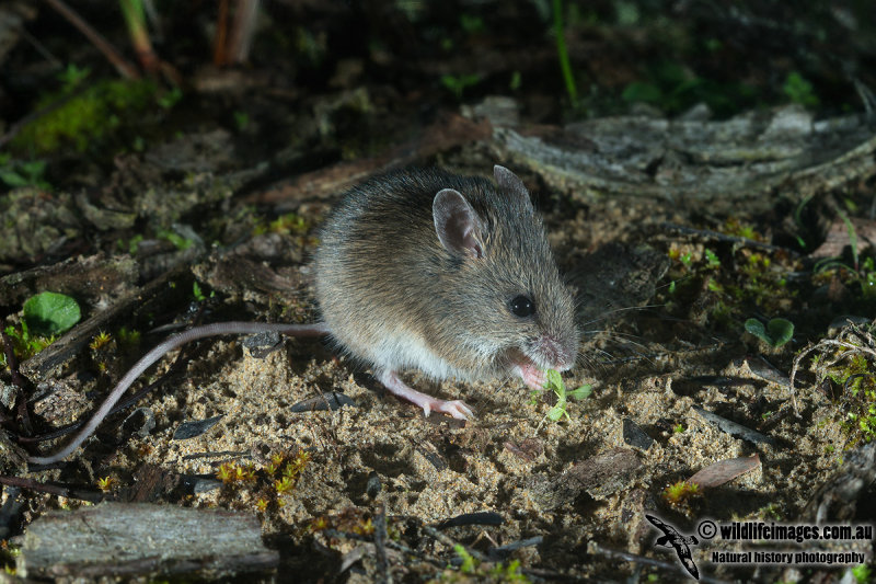 Mouse is not a dirty word – native mouse