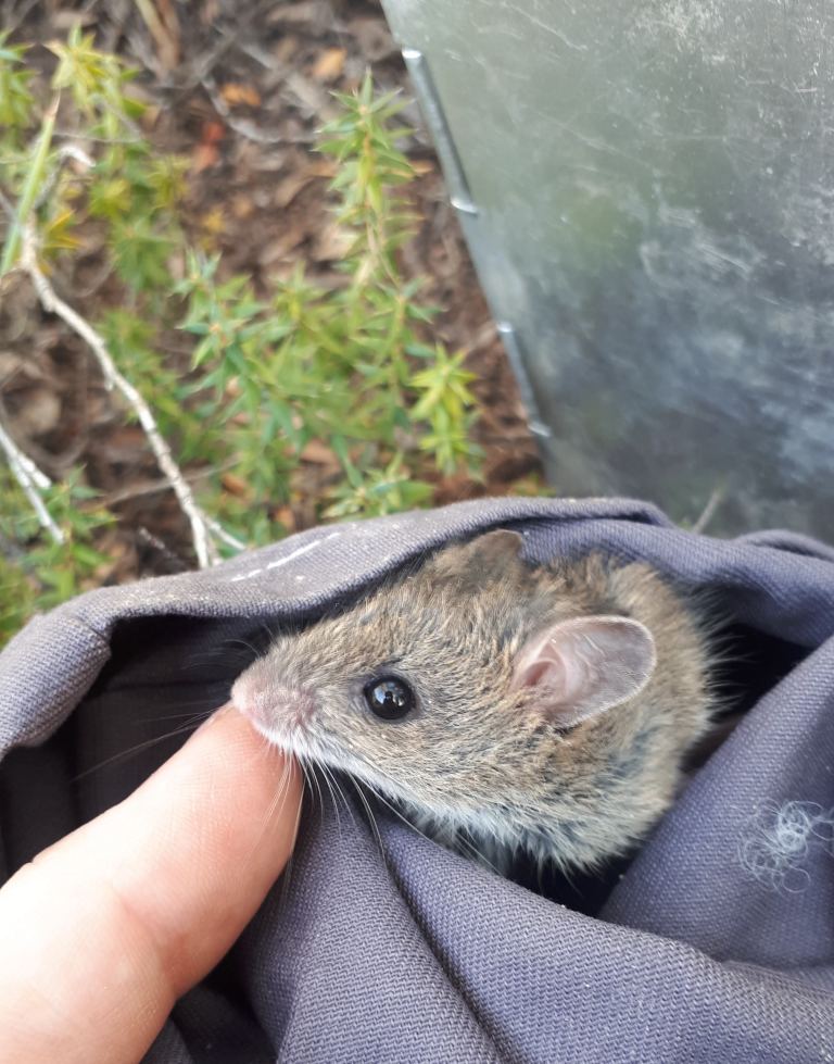 native mouse – Researching Australia's threatened native rodents